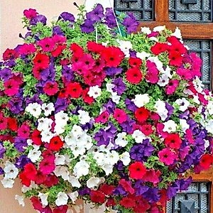 Dwarf Petunia Mix Flower Seeds Garden/Containers Hanging Baskets Window Box rasa1ca (2000+ Seeds)