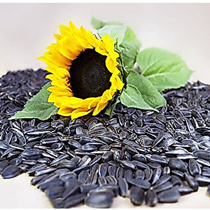 1000pcs Mix Sunflower Seeds for Planting - 10 Varieties Heirloom and Non-GMO Seeds for Outdoor Garden and Bonsai Plants, Easy to Plant and Grow