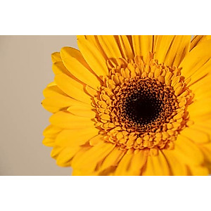 Photo Studio Light Box, Mini LED Shooting Tent Kit 16x16x16” 6000K 8W Portable Table Top Lighting Shooting Tent Kit Foldable Cube with 2x20 LED Lights 3 Color Backdrops