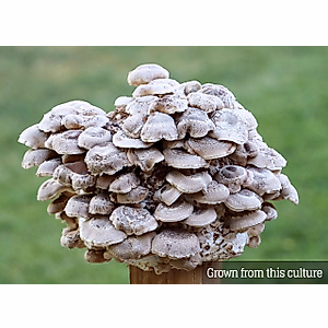 Mushroom Liquid Culture - Shiitake 3782 (Lentinula edodes)