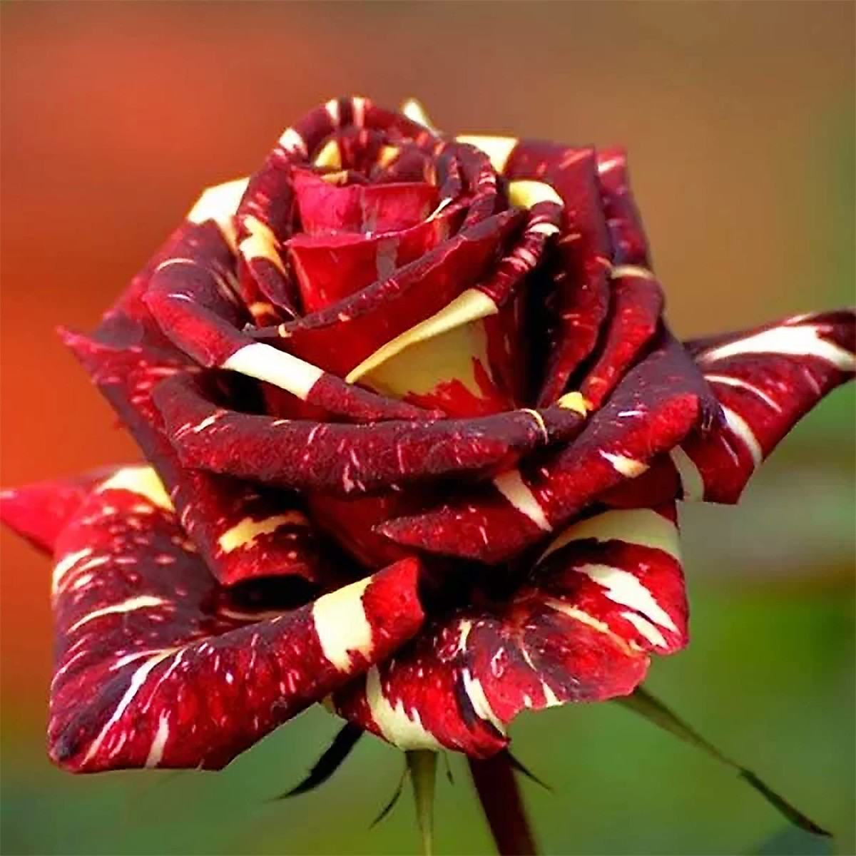 QAUZUY GARDEN 100 Rare Abracadabra Rose Rosa Seeds | Non-GMO Heirloom Perennial Flower Seed Striking Bush Vine Climber Fragrant Flower & Attract Pollinators