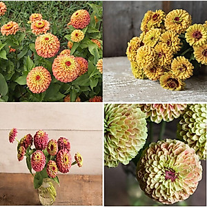 David's Garden Seeds Set Flower Zinnia Queeny Lime 4 Varieties 100 Non-GMO, Heirloom Seeds