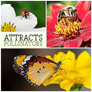 Seed Needs, Scarlet Red Sage Seeds - 800 Heirloom Seeds for Planting Salvia coccinea - Perennial Wildflower for an Outdoor Garden, Open Pollinated & Attracts Pollinators (1 Pack)