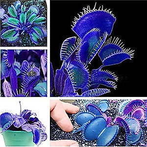 QAUZUY GARDEN 20 Blue Clip Venus Flytrap Plant Seeds Rare Tropical Exotic Plant Very Hardy Heat Tolerance Perennial House Plant Easy to Grow