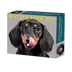 Dachshunds 2023 Box Calendar