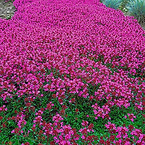 Seeds Of Strength Thyme Seeds - 2000 Mix Red Creeping Thymus Ground Cover Bulk for Planting Flower Home Garden