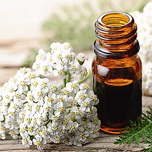 Outsidepride Perennial Achillea Millefolium Yarrow White Wild Flower & Herb Garden Plant - 5000 Seeds
