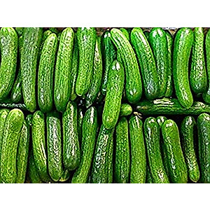 Persian Middle East Cucumber Seeds high yields of 5 to 7" Long Sweet Cucumbers(25 - Seeds)