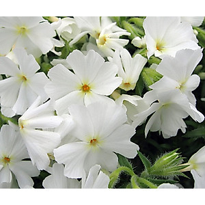 seedcaps White Creeping Phlox Seeds for Planting - (Phlox Albomarginata) 500 Whitemargin Phlox Seeds Creeping Phlox Seeds Perennial Ground Cover