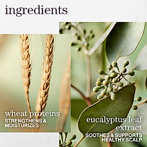 Pureology Hydrate Sheer Nourishing Shampoo | For Fine, Dry Color Treated Hair | Sulfate-Free | Silicone-Free | Vegan