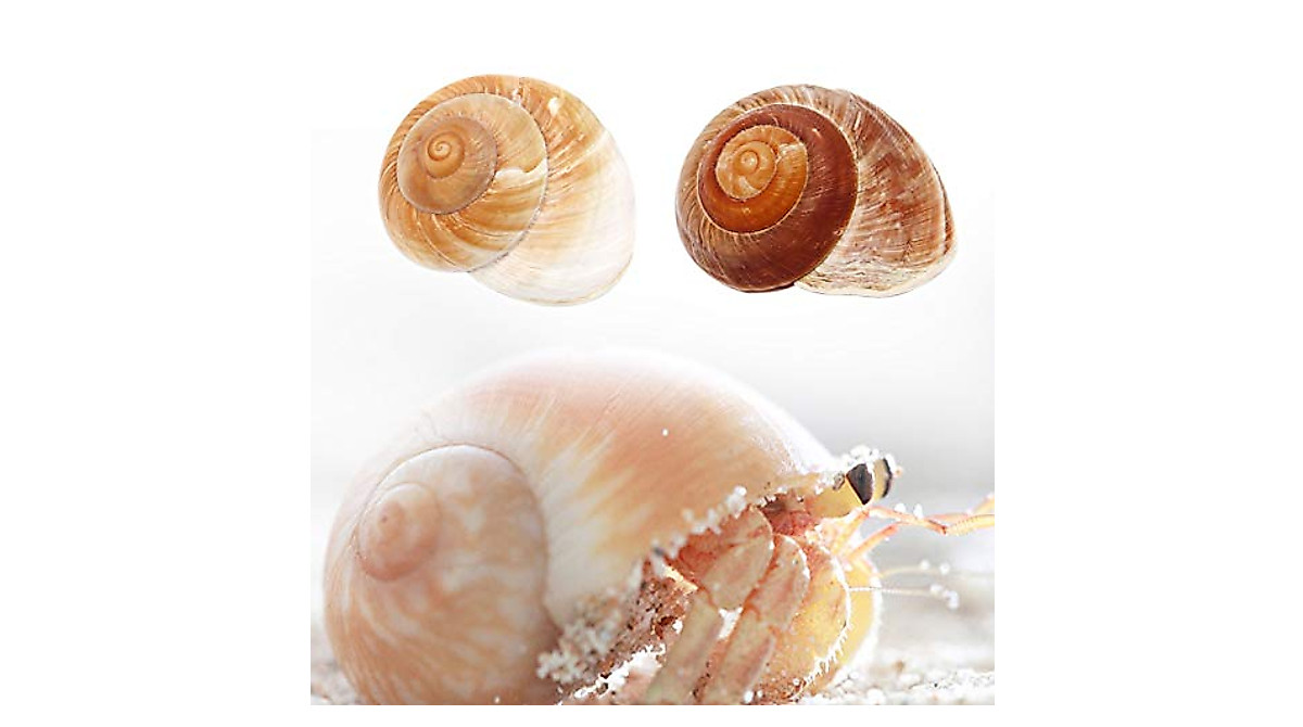 Buy 4 Pack Large Hermit Crab Shells for Your Aquarium
