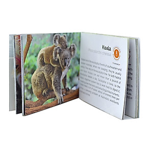 Menique, Wild Animals, Memory Matching Game