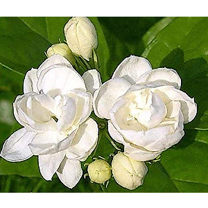 Jasmine Plant 25 Seeds Indoor/Outdoor Herbal Plant With Tiny White Flowers (SEEDS ONLY)