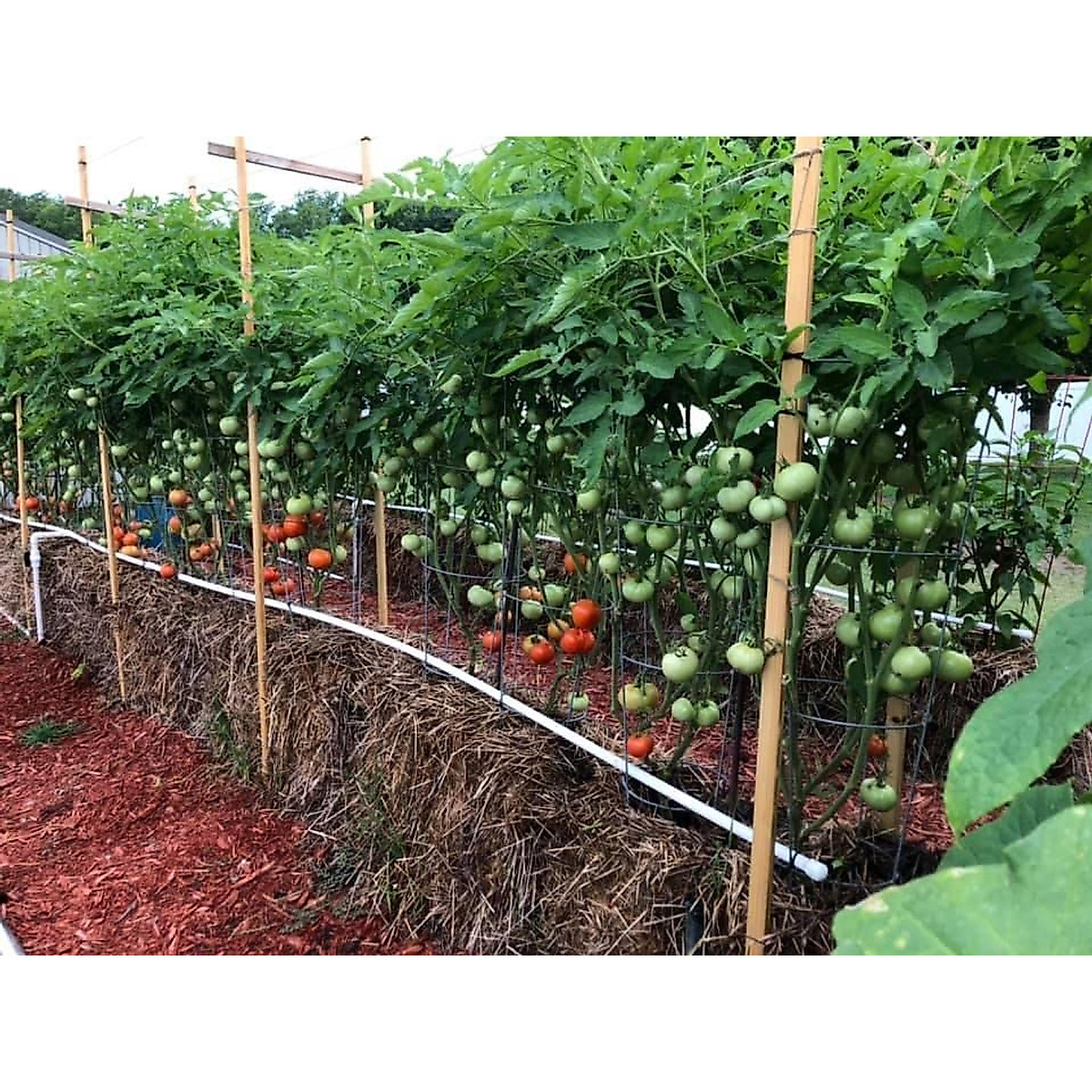 BaleBuster4 Four Bale Conditioning Formula for Preparation of a Straw Bale Garden for Planting a Vegetable Garden