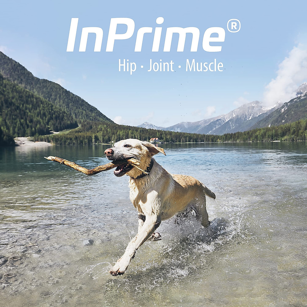Van Beek Natural Science InPrime Canine - Natural Joint Support for Dogs - Helps Maintain Normal Joint Mobility & Function - Supports Hip and Joint for Dogs - Palatable Dog Joint Care - (60 Count)