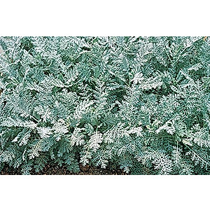 Burpee Silver Lace Dusty Miller Seeds 100 seeds