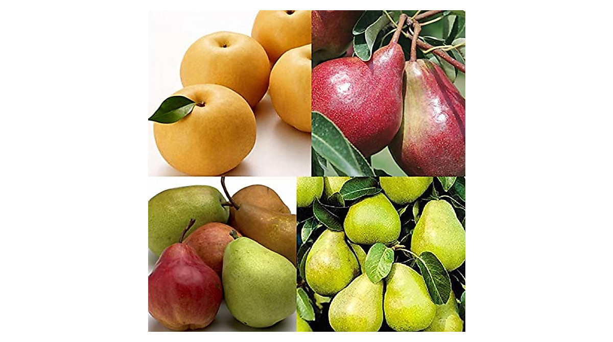 20 Mixed Pear Tree Seeds: Grow Bartlett, Kieffer & More!