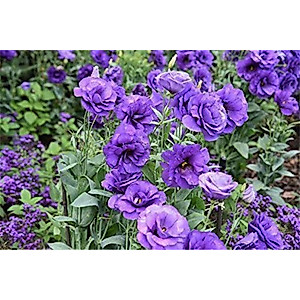 zellajake Rare Flower Seeds Purple Lisianthus Seeds 100Pcs Eustoma Fllower Seeds Plants Perennial Flowering Plants Balcony Potted Flowers Seeds