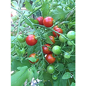 Dutch Bucket/Bato Bucket Siphon Elbows, Hydroponic, Black - 10 Pack