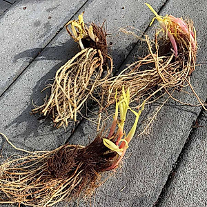 Siberian Iris Roots - Dance Ballerina Dance - 10 Roots - Pink Flower Bulbs, Root Attracts Bees, Attracts Butterflies, Attracts Pollinators, Easy to Grow & Maintain, Fragrant, Cut Flower Garden