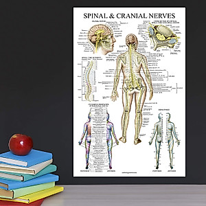 Palace Learning 2 Pack - Spinal Nerves & Nervous System Anatomy Posters - Set of 2 Anatomical Charts - Spine/Nervous - Laminated 18" x 24"
