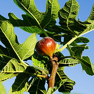 PERFECT PLANTS Chicago Hardy Fig Tree Live Plant, 3 Gallon, Includes Care Guide