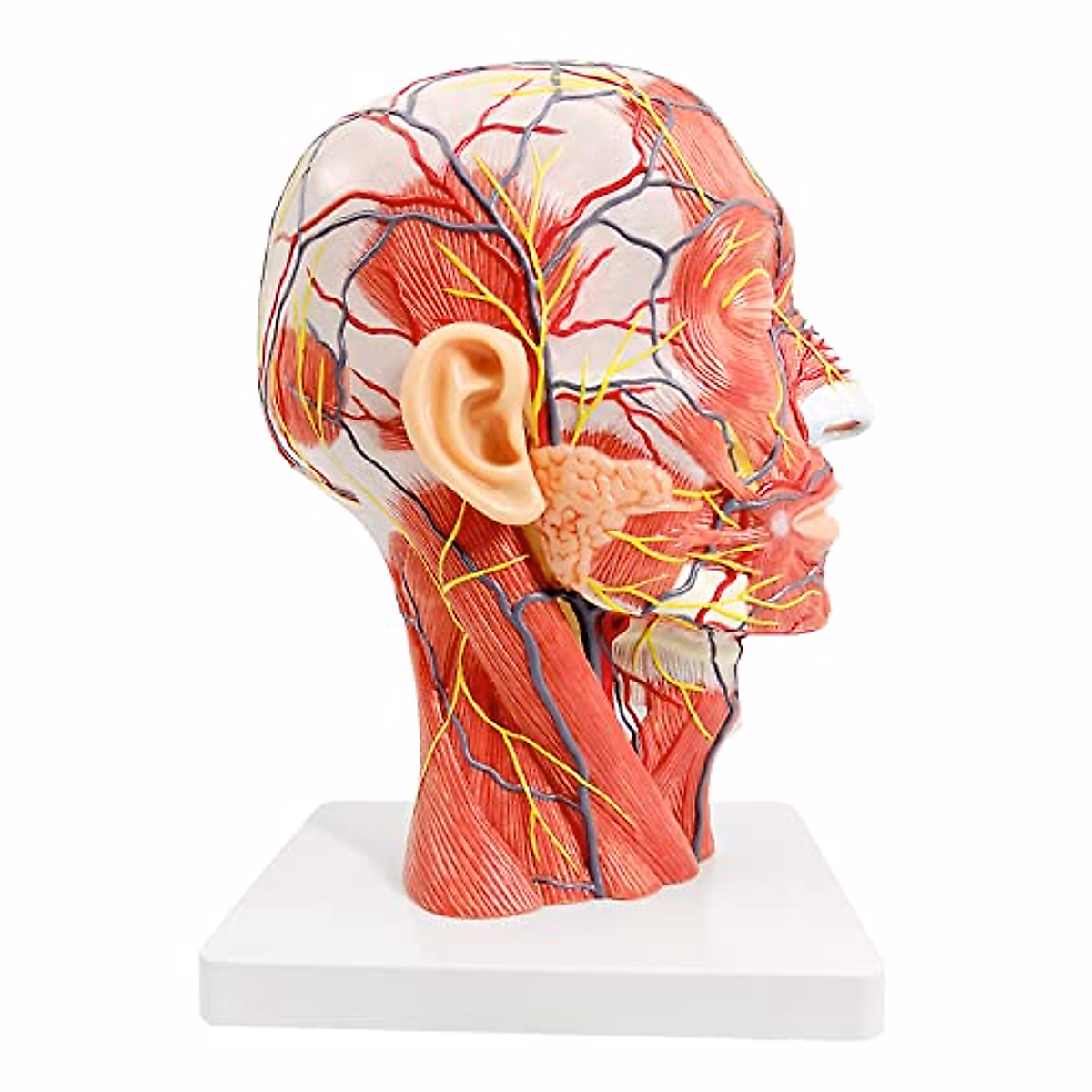 EVOTECH Human Half Head Superficial Neurovascular Model with Musculature, Life Size Anatomical Head Model Skull and Brain for Medical Teaching Learning, Kids Learning Education Display Tool
