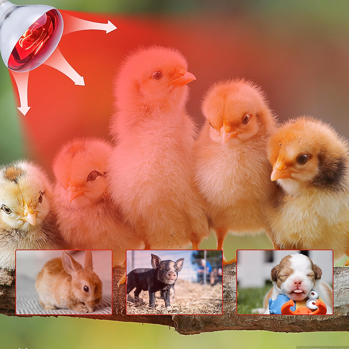 250 Watts Heat Lamp Bulbs, R40 Brooder Heat Lamp for Chickens, Infrared Reflector Heat Bulbs for Brooder Heater, Incandescent Heating bulb for Pet, Light Therapy, Bathroom, Food (2 Pack)