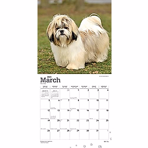 Shih Tzu | 2023 12 x 24 Inch Monthly Square Wall Calendar | Foil Stamped Cover | BrownTrout | Animals Small Dog Breeds DogDays