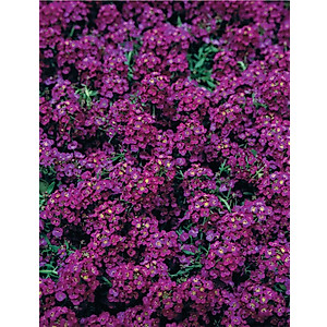 Burpee Royal Carpet Alyssum Seeds 2500 seeds