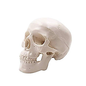 BornTo Edu Mini Skull Model - Small Size Human Medical Anatomical Adult Head Bone for Education