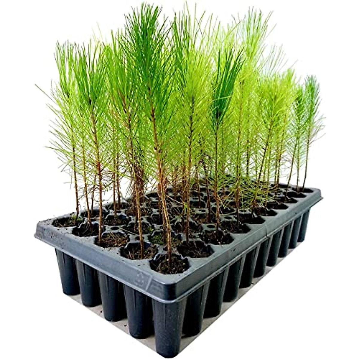 Loblolly Pine Tree | 3 Live Plants | Pinus Taeda | Fast Growing Stately Shade Tree
