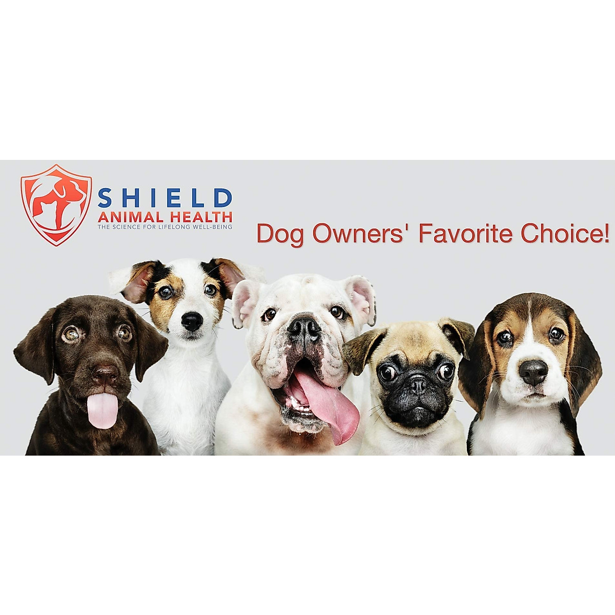 Antimicrobial Toothbrush for Dogs – Professional Dental Care at Home – Fight Plaque and Tartar - Improve Oral Health – Anti-Slip Handle and Ergonomic Design – Individually Packed - Quality Guaranteed