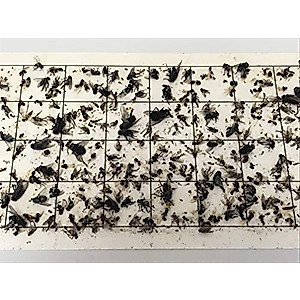 5"x 22" 24 Pack, Fly Light, Insect Light Trap Replacement Glue Boards with 1" Grid