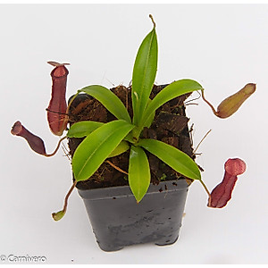 Tropical Pitcher Plant Bill Bailey Carnivorous Plant Live Plant