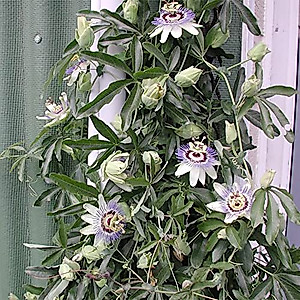 QAUZUY GARDEN- 10 Rare Blue Crown Passiflora Caerulea Seeds Passion Flower Attractive Fragrant Ornamental Vine for Garden Fast- Growing Attract Pollinators