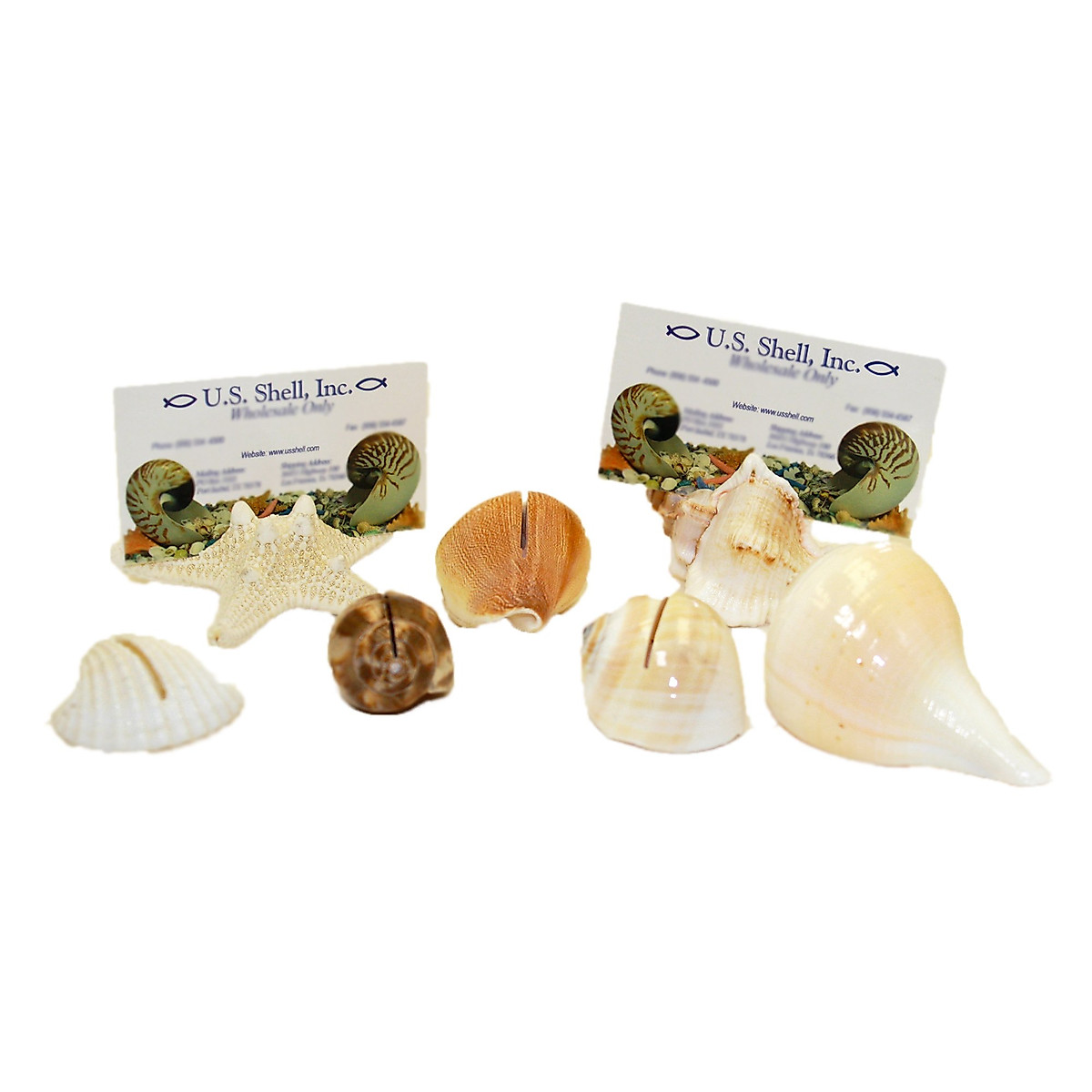 US Shell, 12 Piece, Assorted Shell Card Holders
