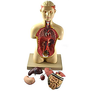 Eisco Labs Half Life Size Human Torso Model; 17''