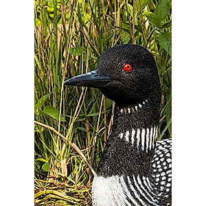 Hi-Line Gift Ltd. Sitting Common Loon Garden Statue