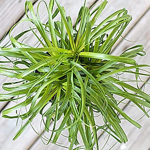 United Nursery Ponytail Palm Bush Beaucarnea Recurvata Easy Care Bonsai Plant Live Indoor Outdoor House Plant Ships in 6 Inch Grower Pot at 14 to 16 Inches Tall (Gray Decor Pot)