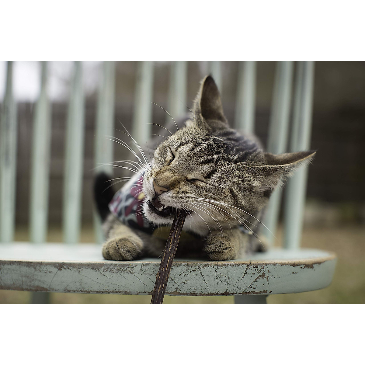 Meowy Janes Matatabi Chew Sticks - An All Natural Silvervine Cat Toy and Cat Treat - Catnip Alternative