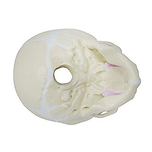 Human Fetus (Infant) Skull Anatomical Model, Life Sized, Hand Painted