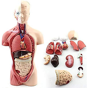 11 Inch Human Torso Anatomy Model Anatomical Organ Structure Model,15 Detachable Aparts Excellent Mediacal Teaching Supplies and Leaning Tools