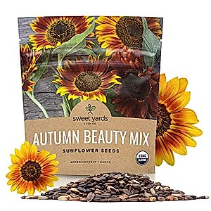 Sweet Yards Seed Co. Autumn Beauty Sunflower Seeds – Extra Large Packet – Over 1,400 Open Pollinated Non-GMO Wildflower Seeds – Helianthus annus – Beautiful Shades of Gold, Bronze, Yellow, and Purple