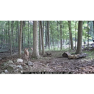 HCO Outdoor Products Spartan GoLive Next Generation Cellular Scouting Camera with Spartan Camera Solar Panel Kit, and Steel Reinforced Strap (AT&T 4GLTE)