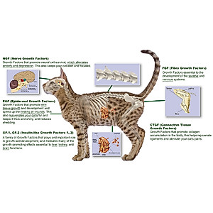 The Gift for Life Feline: Prrr-fect Wellness - Your Pet's Fountain of Youth!