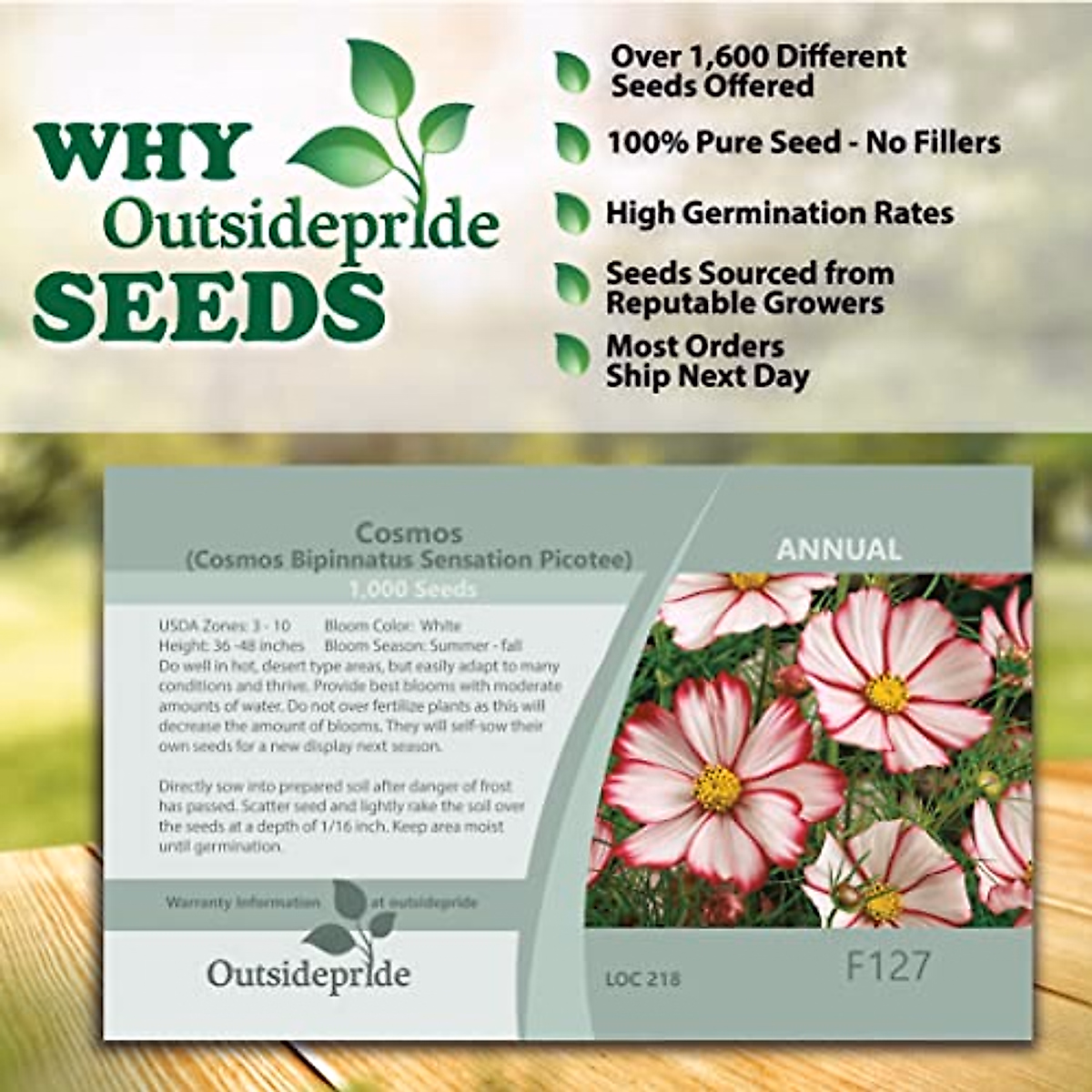 Outsidepride Cosmos Bipinnatus Picotee Garden Wild Cut Flower Seeds - 2000 Seeds