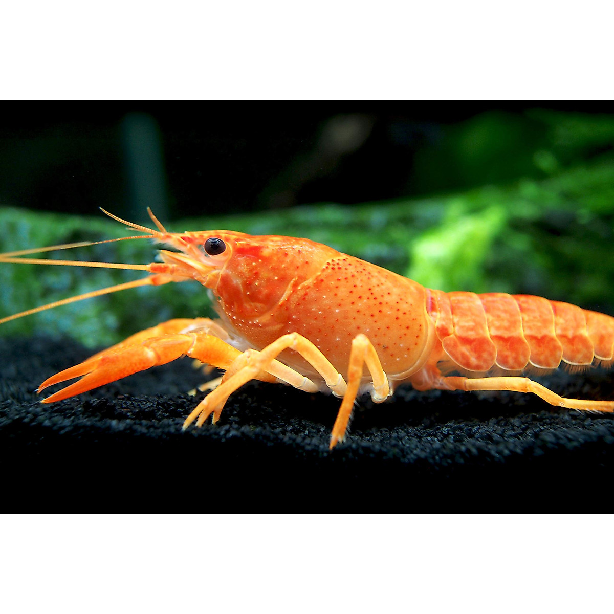 Aquatic Arts 1 Male Neon Red Crayfish | Live Freshwater Aquarium Lobster / Crawfish / Crawdad / Real Living Fish Tank Pet
