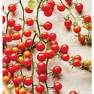 Burpee 'Red Currant', Red Cherry Tomato, Sweet Flavor, 60 Non-GMO Seeds