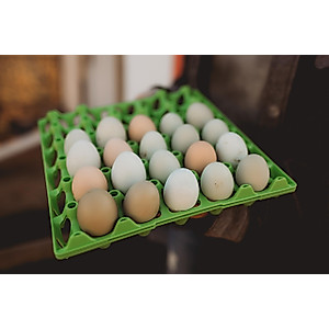My Favorite Chicken 10 Pack Plastic Egg Flat Carton Tray Holds 30 Eggs Reusable Washable